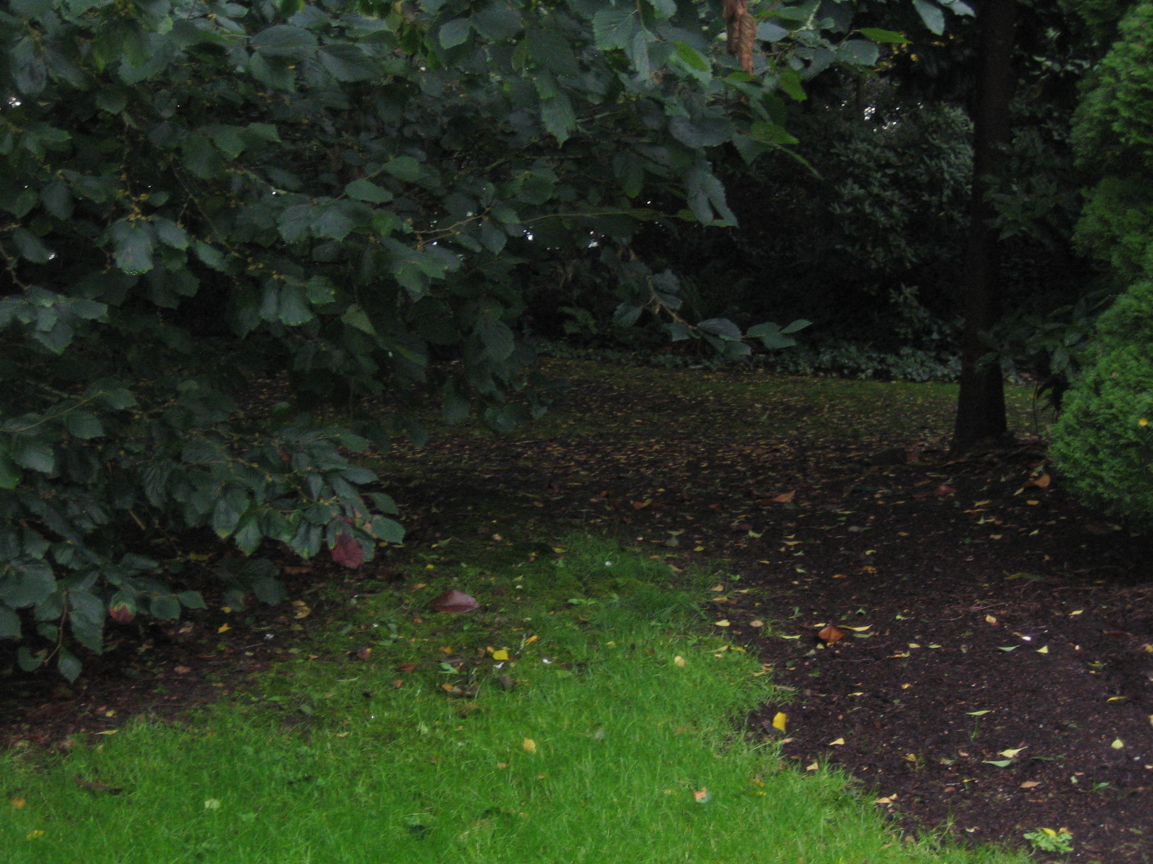 The Setting – The Rabbit Rescuers