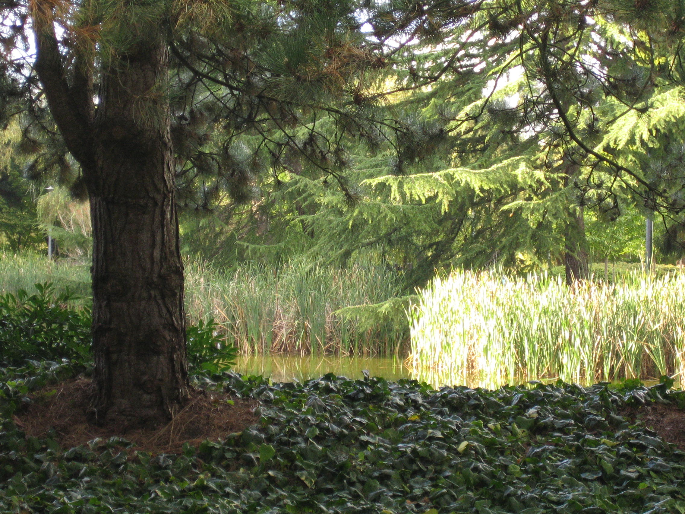 The Setting – The Rabbit Rescuers