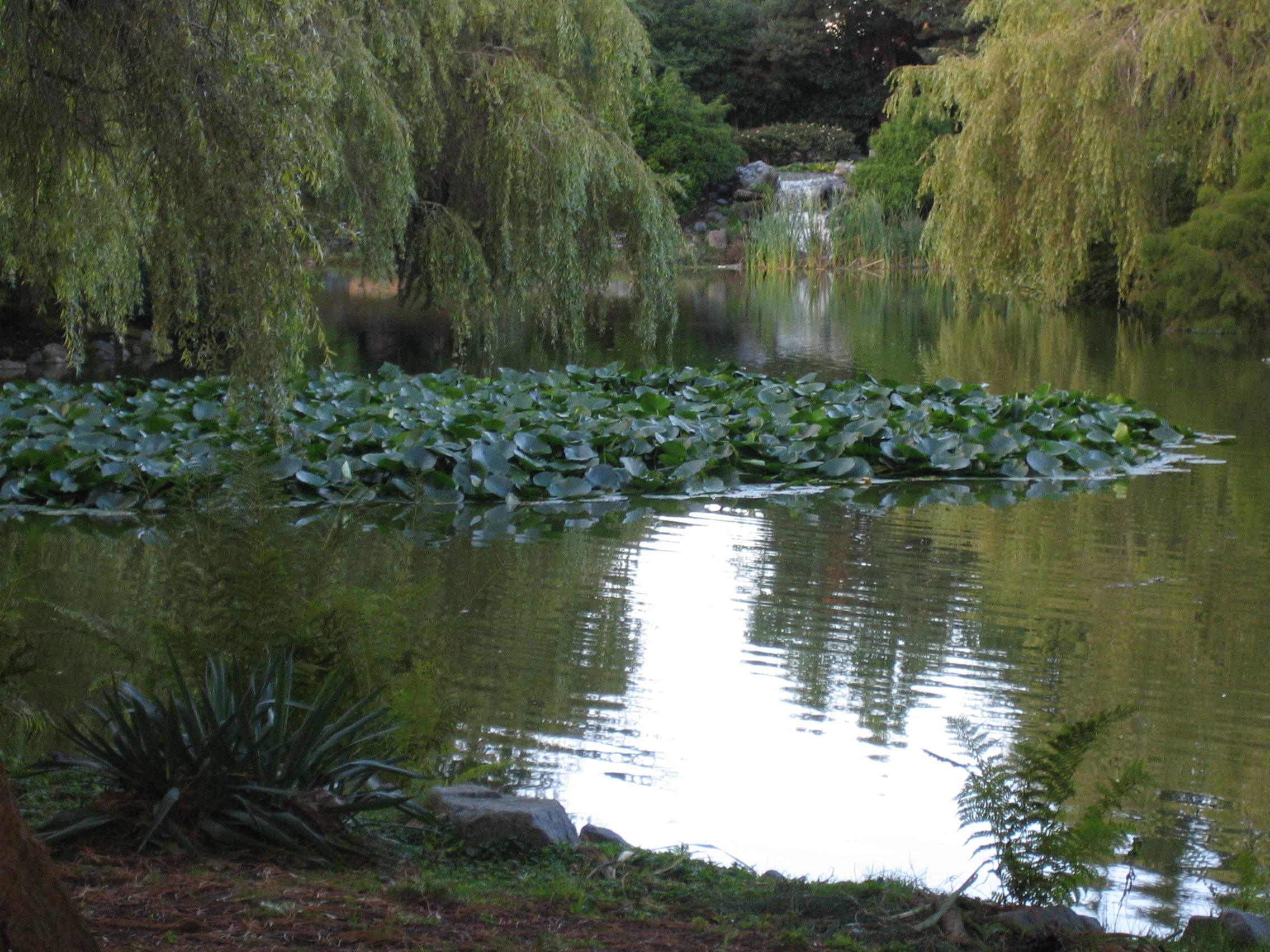 The Setting – The Rabbit Rescuers