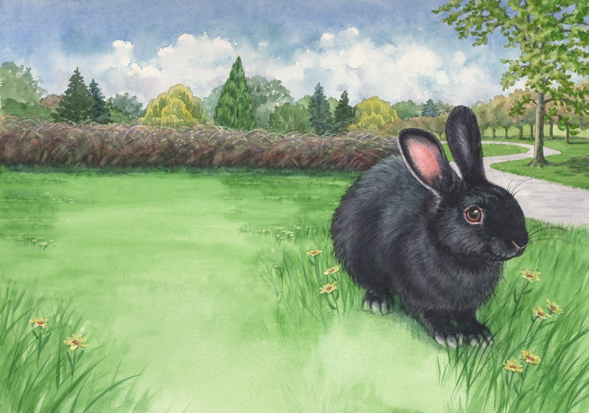 The Rabbit Rescuers – The adventures of five friends who rescue ...